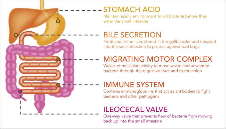 Digestive Health Facts - VSMG & WellStyles